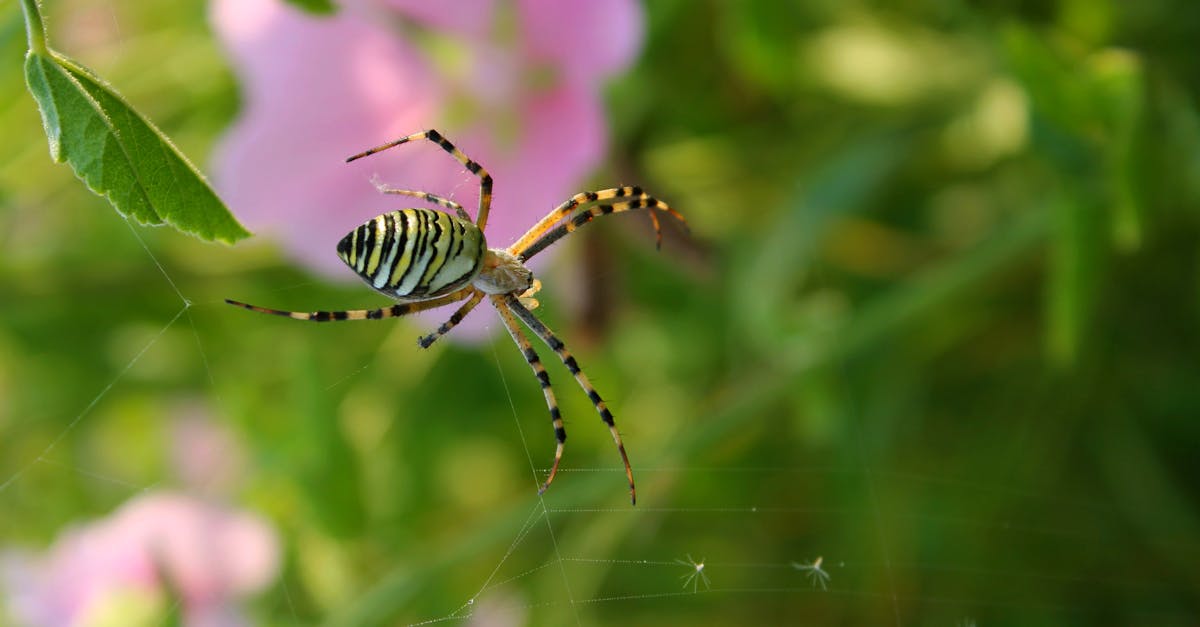 Qu'est-ce qu'un bot web et comment fonctionne-t-il ? - Leadeusesduweb